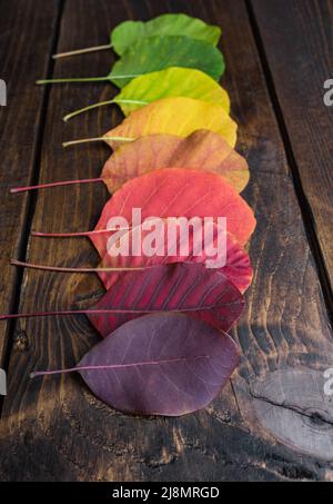 Selection of beautiful and colorful autunm leaves Stock Photo - Alamy