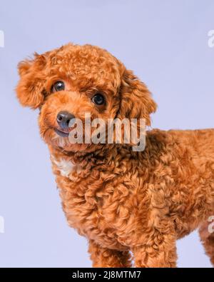 Poodle chocolate color portrait at studio on grey background Stock ...
