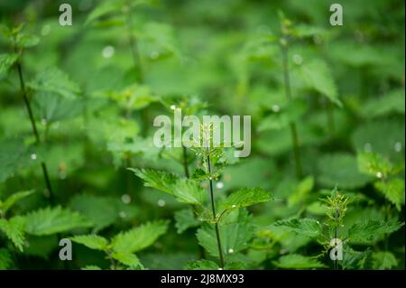 Mass of nettles growing in the English countryside in Spring Stock ...