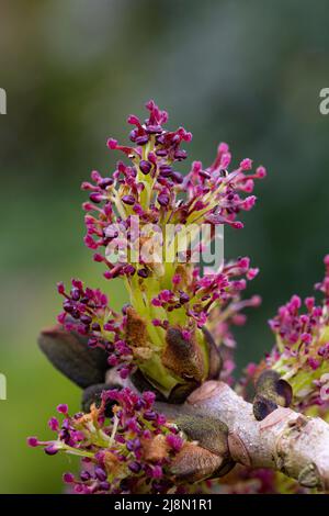 Hermaphrodite flowers of Fraxinus excelsior Stock Photo - Alamy