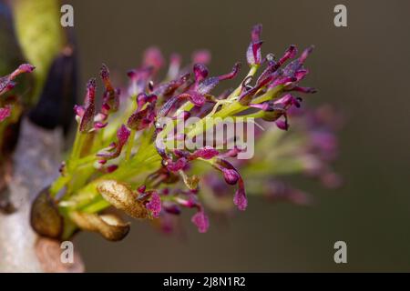 Hermaphrodite flowers of Fraxinus excelsior Stock Photo - Alamy