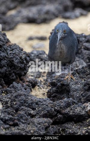 Ecuador; Galapagos; Genovesa Island aka Tower. Galapagos heron aka Lava ...