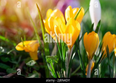 Beautiful yellow crocuses on green grass on the sunny spring day. High ...