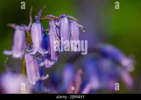 Amazing background of Bluebells Flowers on green meadow on sunny spring ...