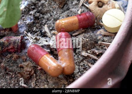 Expired medicine used as fertilizer. Closeup view Stock Photo - Alamy