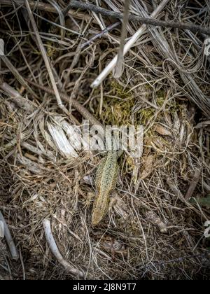 Common lizard aka Zootoca vivipara, Devon, UK Stock Photo - Alamy