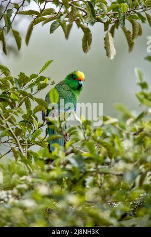 Malherbe's parakeet, Orange-fronted parakeet (Cyanoramphus malherbi ...