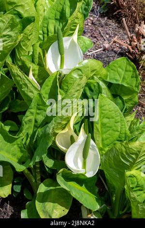 Close up of white skunk cabbage (lysichiton camtschatensis) plants in ...