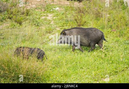 Wild boar hybrids, Pig Hybrids roaming around near an urbanisation in ...