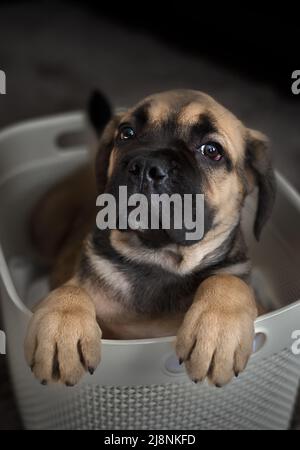 Portrait of an adorable Cane corso, studio shot, isolated on black ...