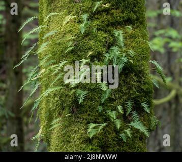 Mossy tree trunk with ferns growing out of it Stock Photo - Alamy