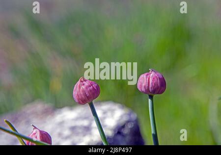 Opening purple chive flower Stock Photo - Alamy