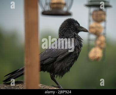 a drenched young crow (Corvus) stands on a wooden bird feeder station ...