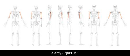 Skeleton Humerus arm Human front back view with two arm poses with ...