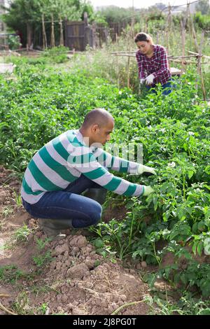 Amateur gardener picking potato beetles from bushes Stock Photo - Alamy