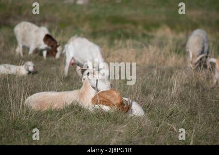 Target browsing with goats for weed control in Chestermere, Alberta ...