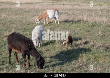 Target browsing with goats for weed control in Chestermere, Alberta ...