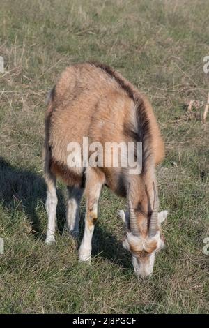 Target browsing with goats for weed control in Chestermere, Alberta ...