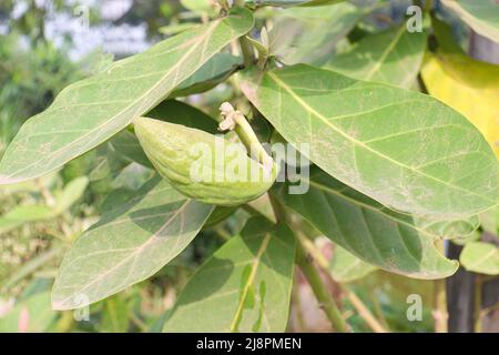 green colored cotton bud on tree in farm for harvest Stock Photo - Alamy