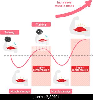 Graph illustration of efficient muscle growth (supercompensation ...