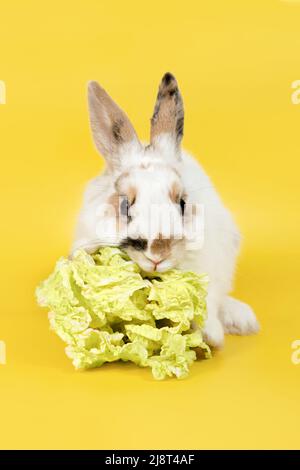 white rabbit with cabbage on a white background Stock Photo - Alamy