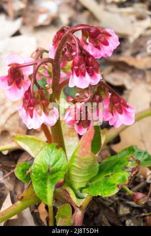 A close-up portrait of a beautiful salmon pink rose against new rose ...