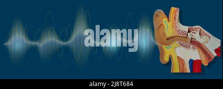 Anatomy of human ear on blue background. Illustration Stock Photo - Alamy