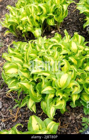 Hosta Geisha Plantain Lily Hostas Leaves Ornamental Variegated in ...
