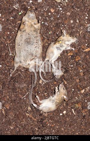 Dead house mice after pest controller Stock Photo - Alamy