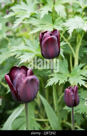 Tulipa 'Cafe Noir' Stock Photo - Alamy