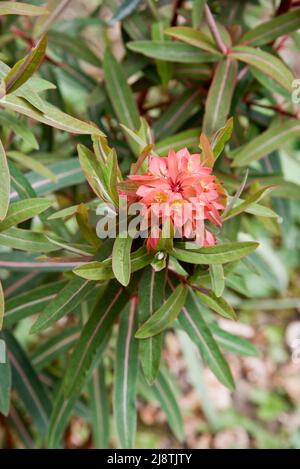 Spurge 'Fireglow' in bloom in a garden Stock Photo - Alamy