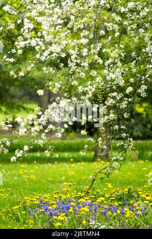 Meadow full of blooming dandelion. Spring Stock Photo - Alamy