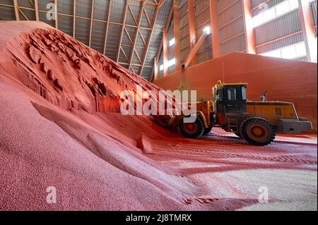 Excavator collects red potassium agricultural fertilizers Stock Photo ...