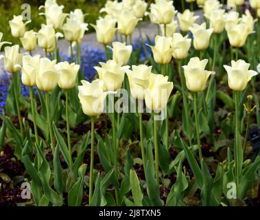 Tulip World Friendship Stock Photo - Alamy