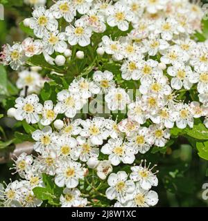 Blooming Hawthorn Flowers in Spring Stock Photo - Alamy