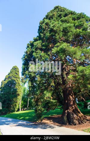 Wien, Vienna: redwood tree (Sequoioideae), park Pötzleinsdorfer ...