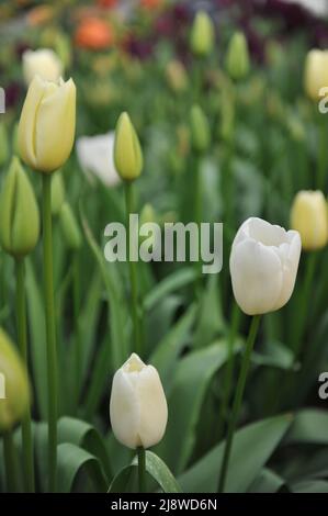 White Single Late tulips (Tulipa) Maureen bloom in a garden in April ...