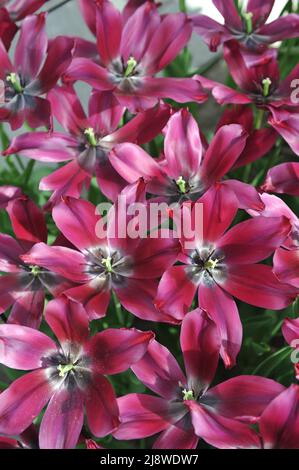 Red lily-flowered tulips (Tulipa) Queen Rania bloom in a garden in ...