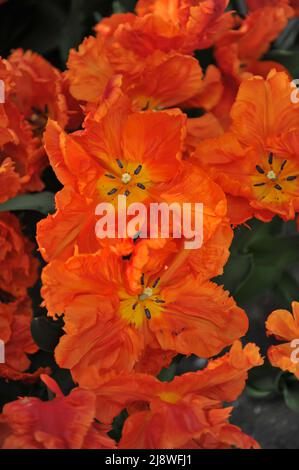 Orange tulips (Tulipa) Monarch Parrot bloom in a garden in March Stock ...