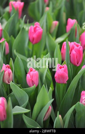 Pink Triumph tulips (Tulipa) Moneypenny bloom in a garden in March ...