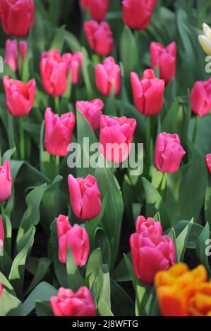 Pink Triumph tulips (Tulipa) Moneypenny bloom in a garden in March ...
