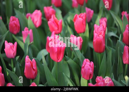 Pink Triumph tulips (Tulipa) Moneypenny bloom in a garden in March ...