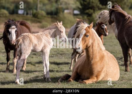 Wild ponies with their foals on the Estuary in the village of Penclawdd ...