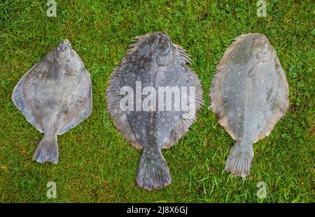 Comparison of three Flounder Species in New Zealand waters: Left-to ...