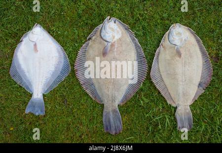 Comparison of three Flounder Species in New Zealand waters: Left-to ...