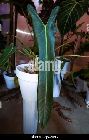 A long leaf of Philodendron Spiritus Sancti, one of the rarest tropical ...