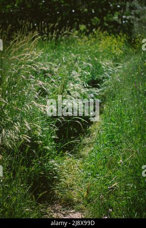 grass land, tall green grass landscape in wide field Stock Photo - Alamy