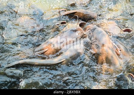 Catfish eating food on the catfish farm, feeds many freshwater fish ...
