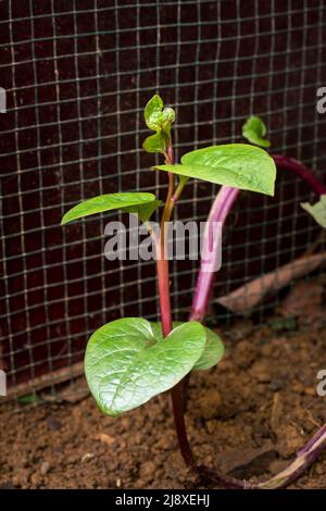Basella alba, also known as Malabar spinach or Alugbati, is a fast ...