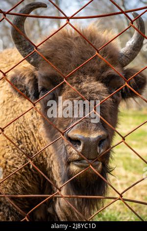 Bison face under fencing paddock. Altai Breeding bison place. The ...